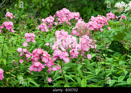 Phlox Paniculata Balmoral Stock Photo Alamy Phlox Paniculata Balmoral Stock Photo Alamy
